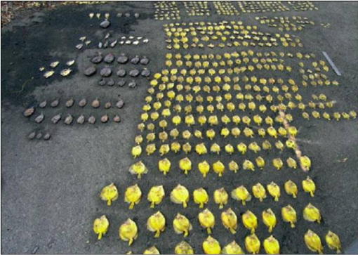 yellow_tangs_dead - Snorkel Bob's