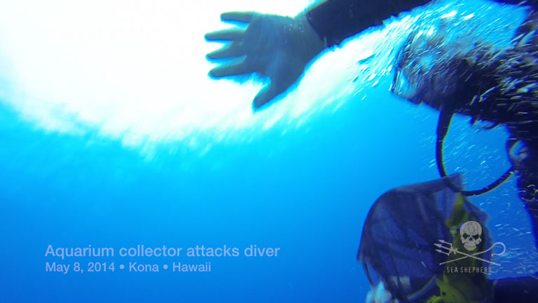 aquarium_attack_still - Snorkel Bob's