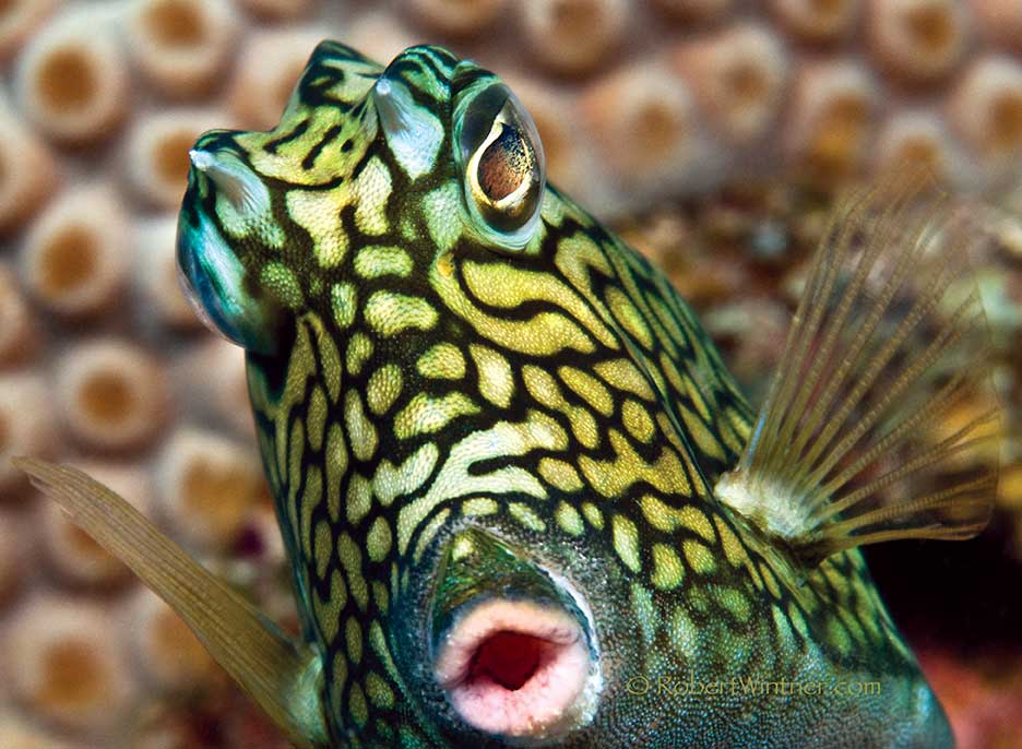 Free-Range-Cowfish - Snorkel Bob's