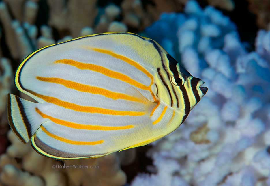 Ornate-Enenue-Bleached - Snorkel Bob's