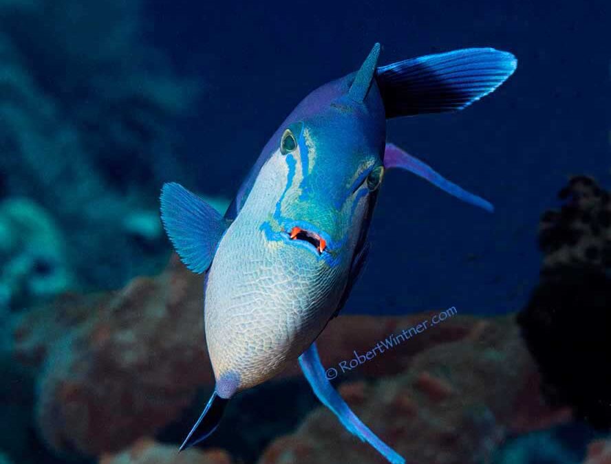 Redtooth-Trigger - Snorkel Bob's