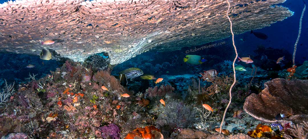 Reefscape,-Under-a-Shelf-Coral-Ledge - Snorkel Bob's