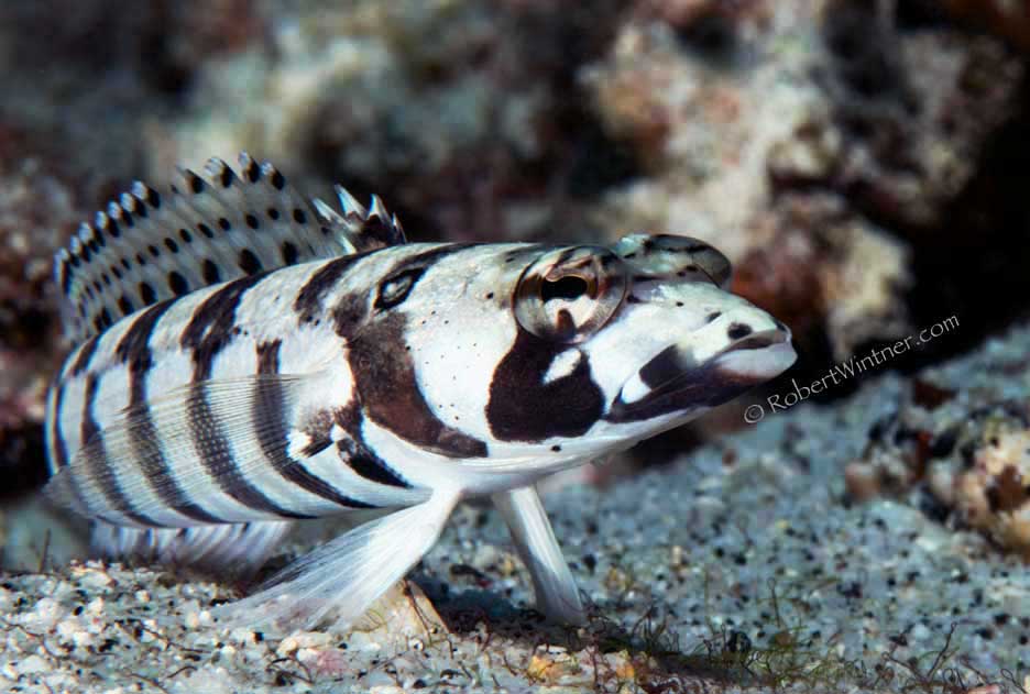 Spotted-Sand-Perch - Snorkel Bob's