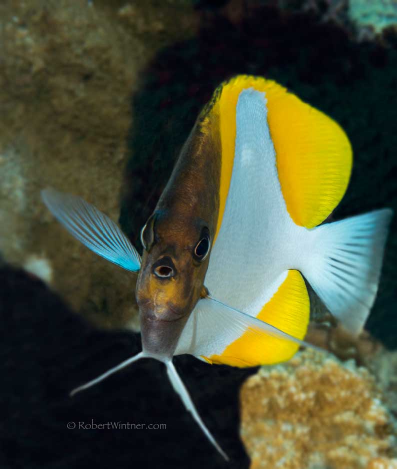 Pyramid-Confidential - Snorkel Bob's