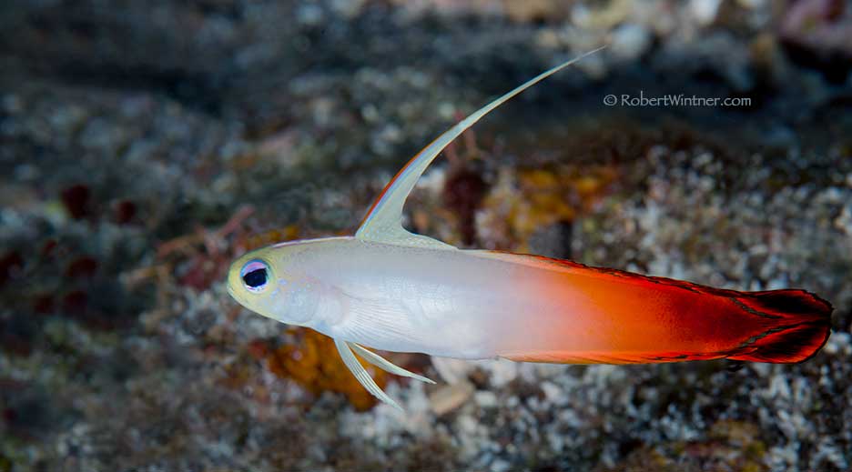 Fire-Dartfish-Komodo - Snorkel Bob's