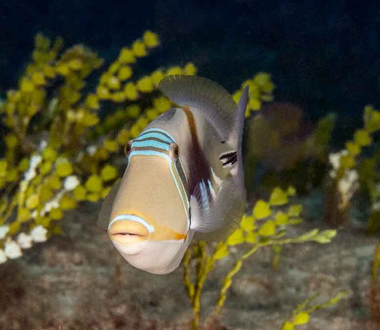 Humu-Nuku - Snorkel Bob's