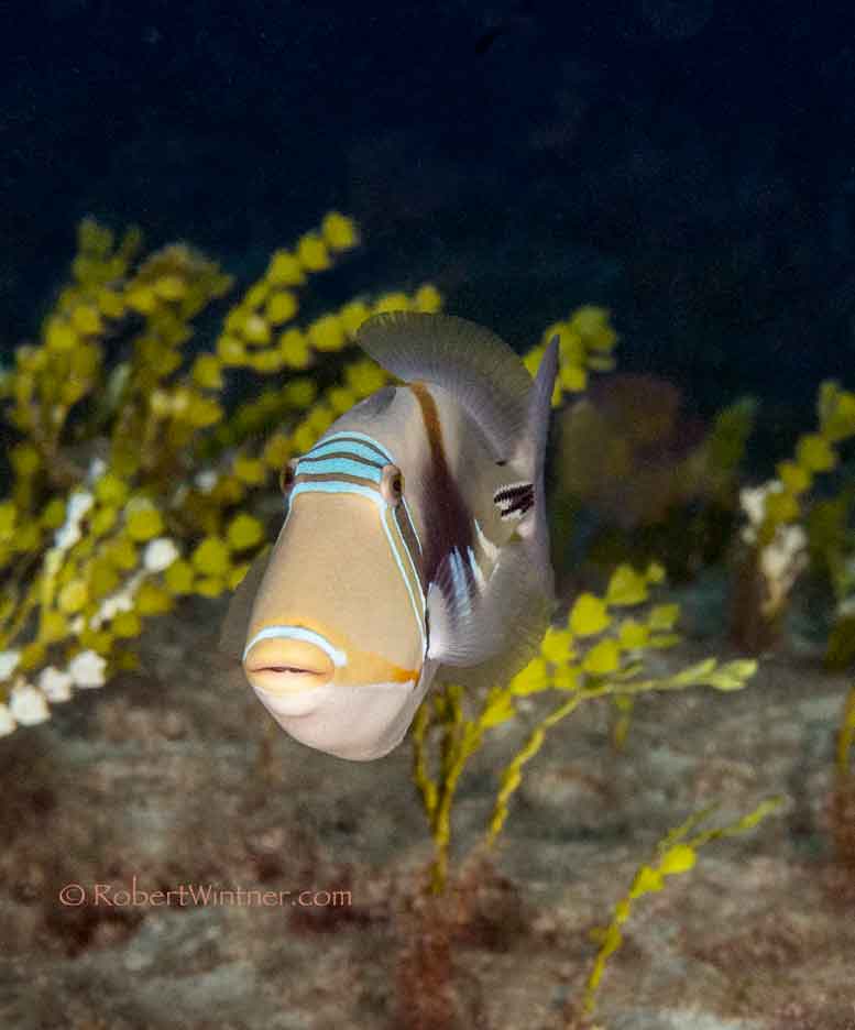 Humu-Nuku - Snorkel Bob's