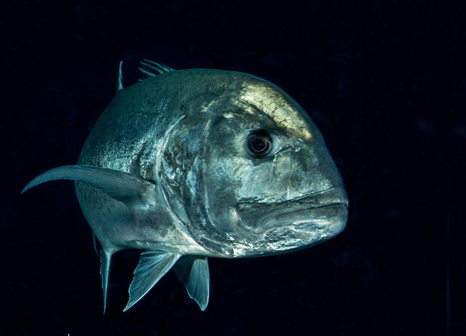 Ulua - Snorkel Bob's