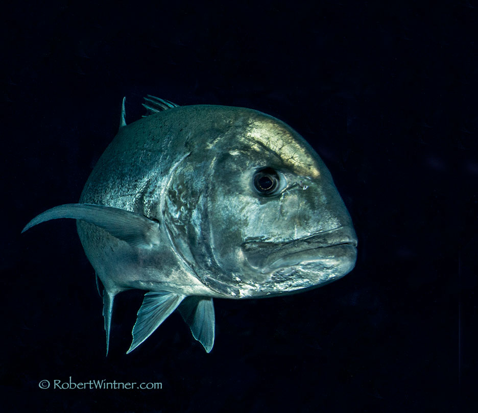 Ulua - Snorkel Bob's