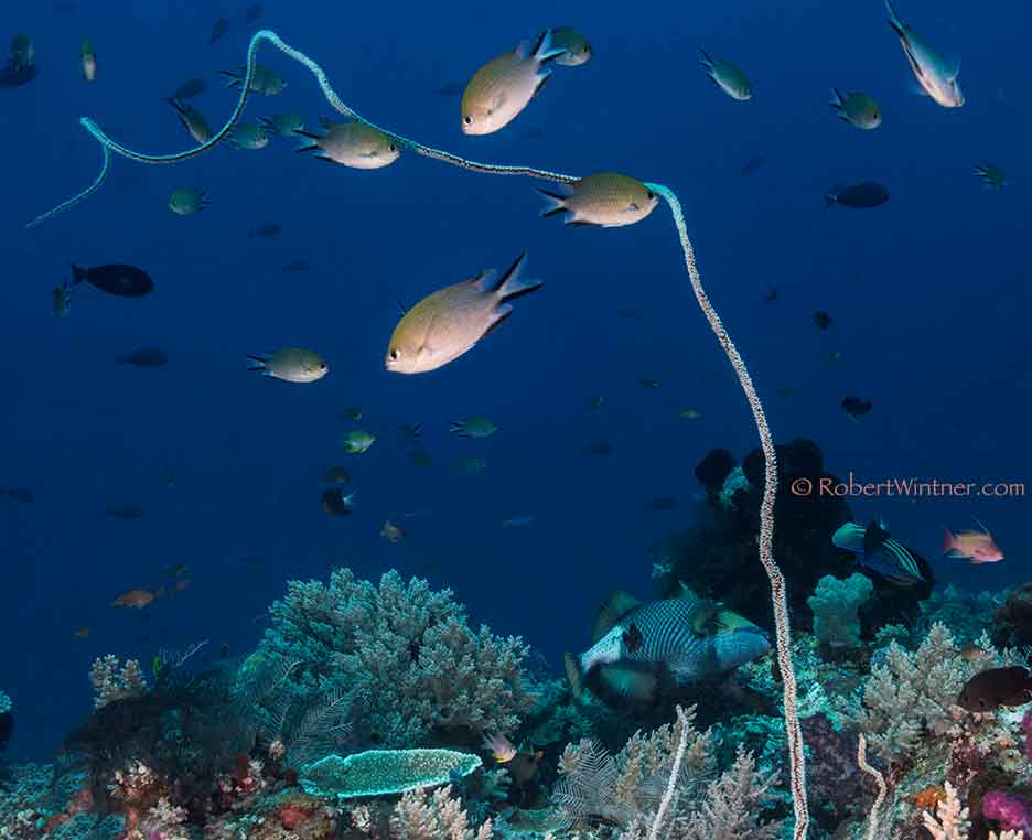 z-Fishscape-with-Whip-Coral - Snorkel Bob's