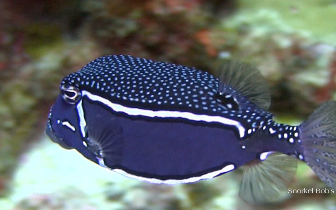 Whitleys Boxfish 1 - Snorkel Bob's