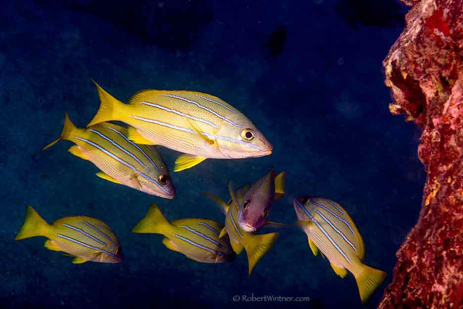 Blue-stripe-snapper | Snorkel Bob's