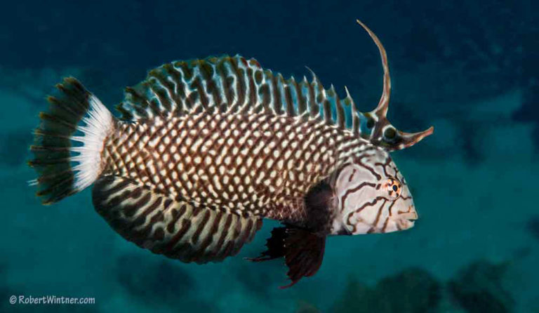 Dragon-Wrasse - Snorkel Bob's