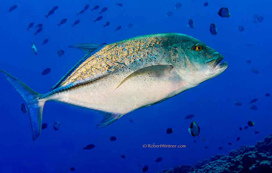 Ulua-Big-Jack - Snorkel Bob's