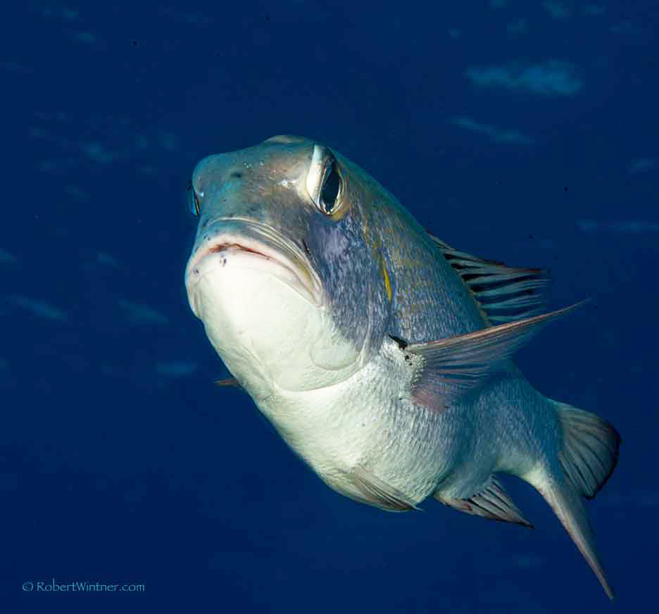 Big-Eye-Off-Kilter - Snorkel Bob's