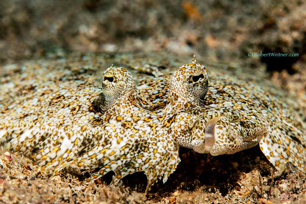 Flounder-speaks-Redhill - Snorkel Bob's