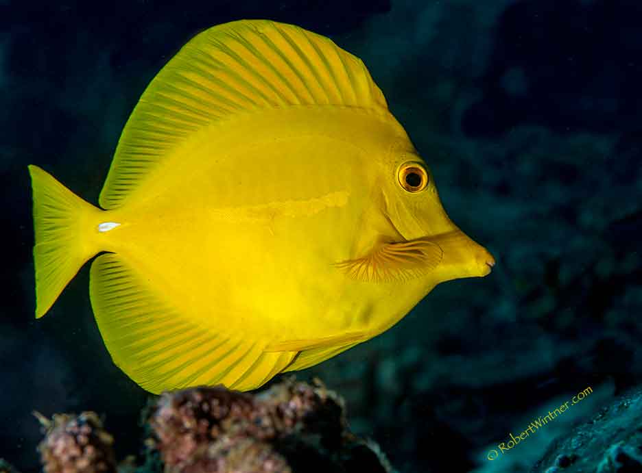 Yellow-Tang-enenue - Snorkel Bob's