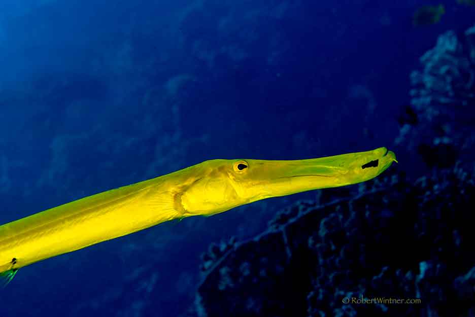 Yellow-Trumpet-Enenue - Snorkel Bob's