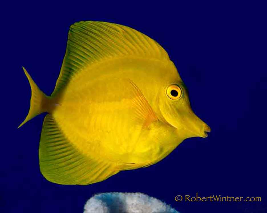 Tangatharsis - Snorkel Bob's