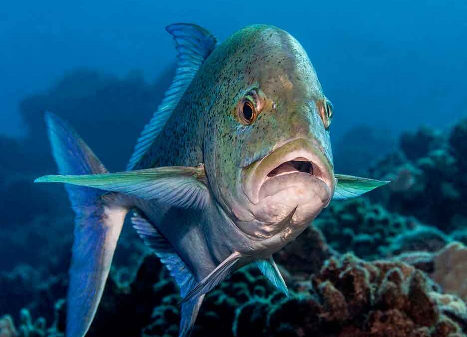 Big-Jack-Speaks-Ulua - Snorkel Bob's