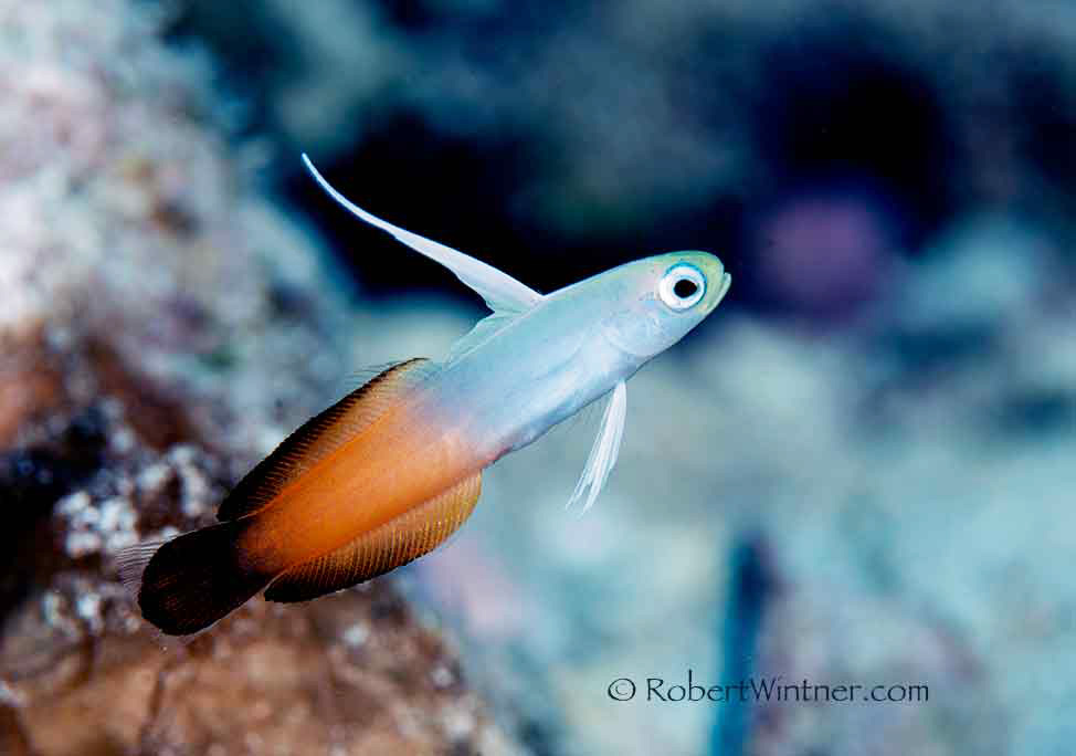 Fire-Dartfish-Enenue - Snorkel Bob's