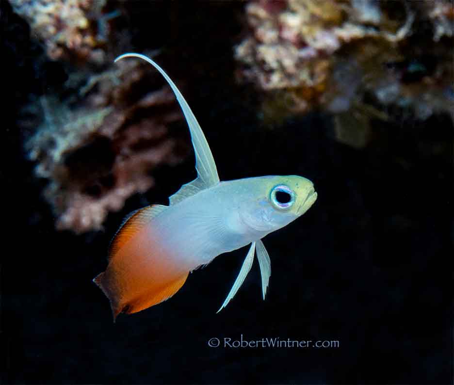 Fire-dartfish - Snorkel Bob's