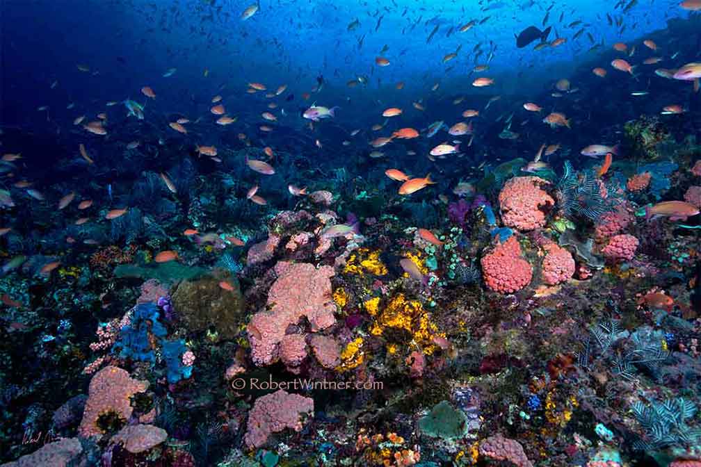 Fishscape-in-Plenty - Snorkel Bob's