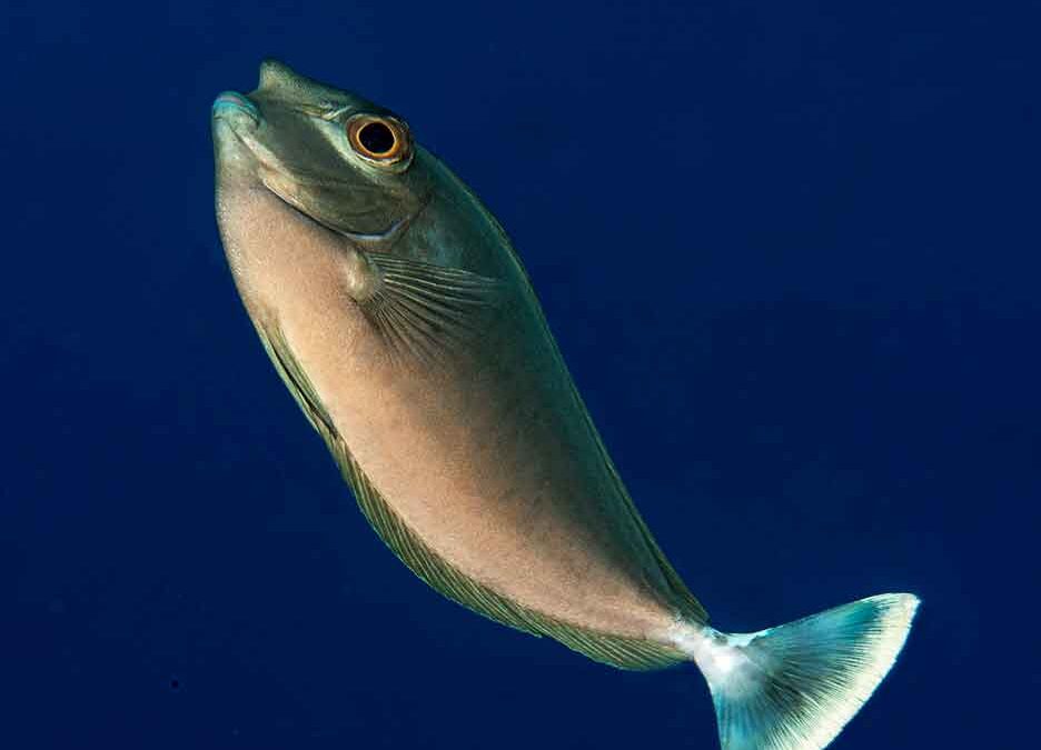 Juvie-Unicorn-Frolic-Enenue - Snorkel Bob's