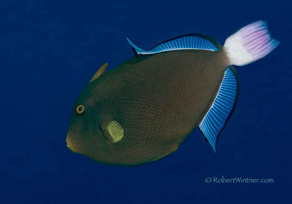 Pink-Durgon-Enenue - Snorkel Bob's