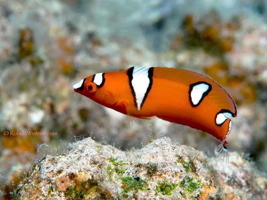 yellowtail-coris-juvie-enenue - Snorkel Bob's