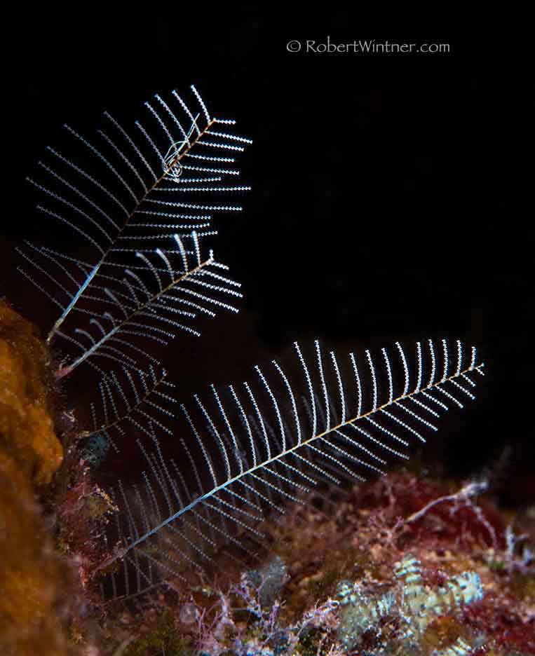 hydroids-grow-up-at-enenue - Snorkel Bob's