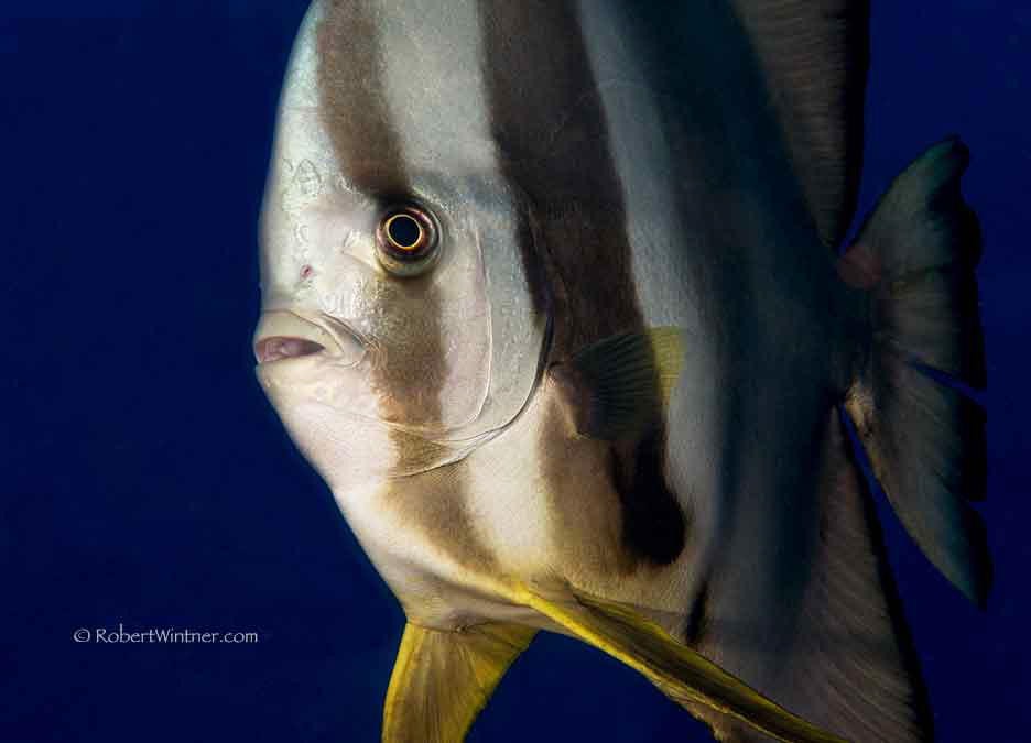 pinnate-spadefish-speaks - Snorkel Bob's