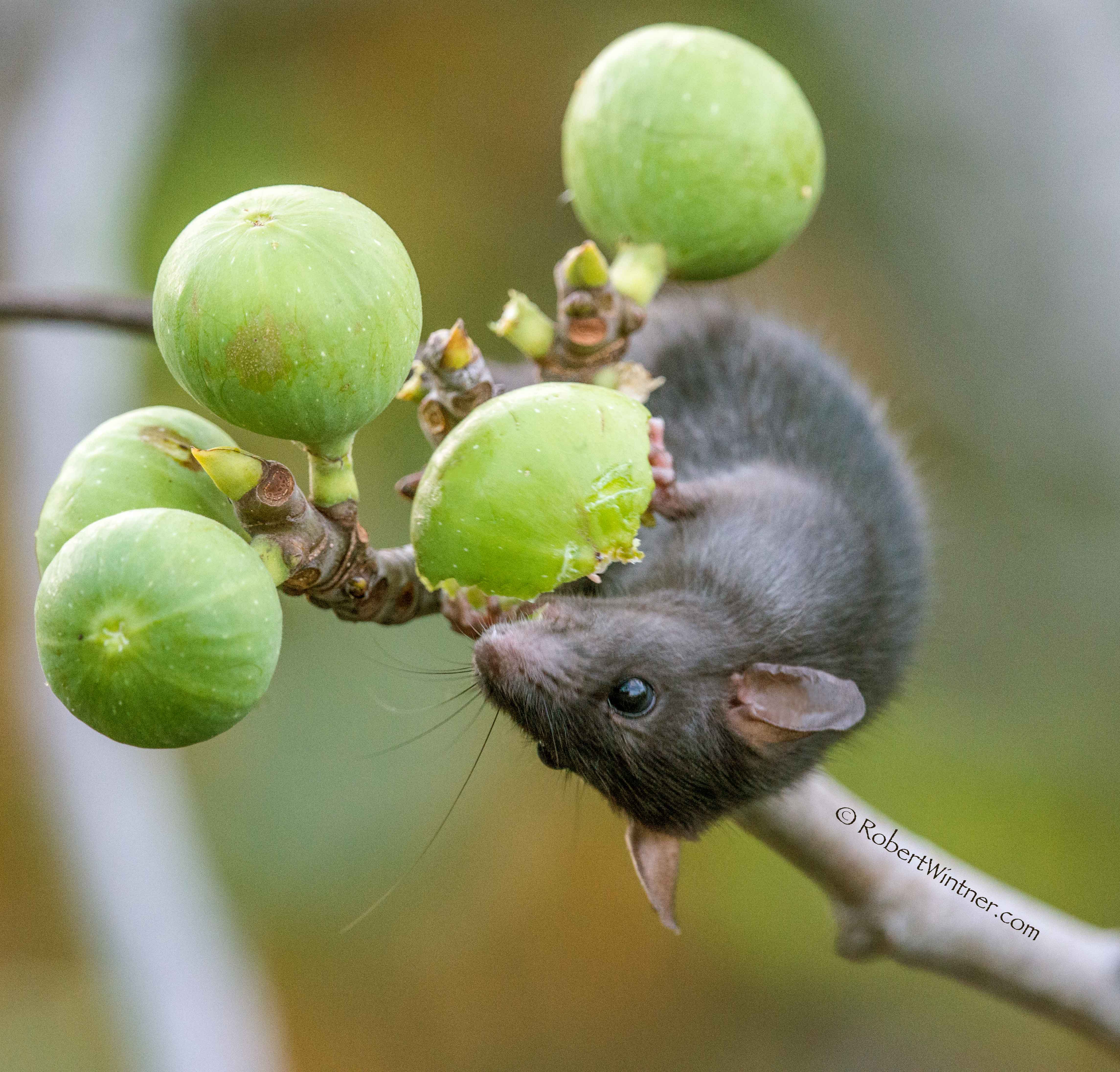 ratso-figgo - Snorkel Bob's