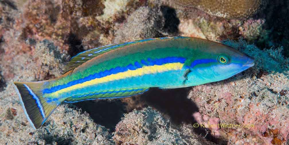 pencil-wrasse - Snorkel Bob's
