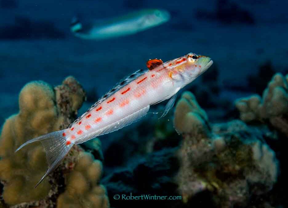 red-spotted-sand-perch-swimming - Snorkel Bob's
