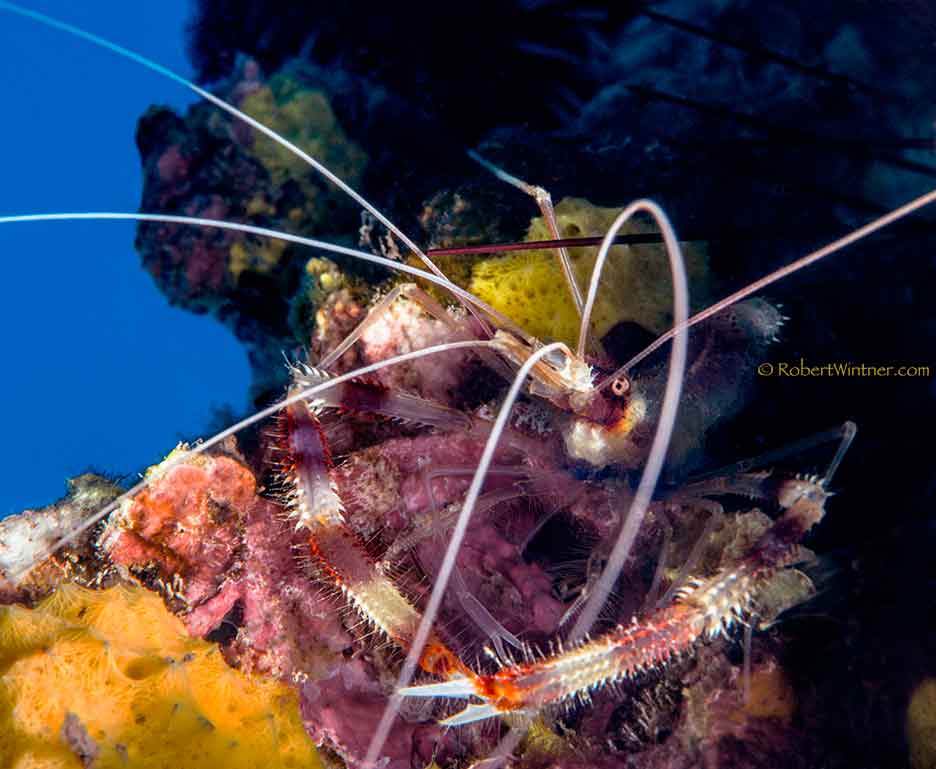 shrimp-red-white-banded - Snorkel Bob's