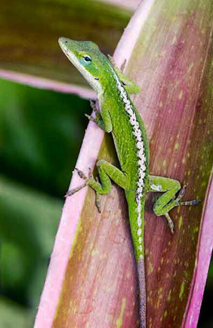 Chameleon-Vertical - Snorkel Bob's