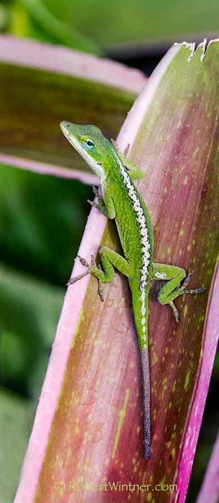 Chameleon-Vertical - Snorkel Bob's