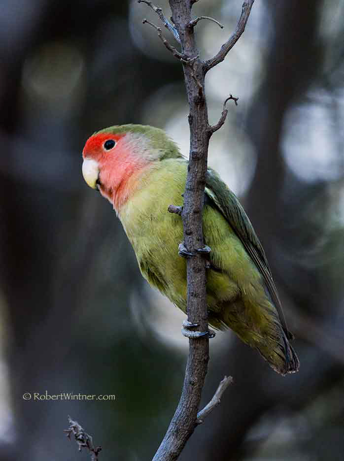 Love-Bird-Green-Profile - Snorkel Bob's