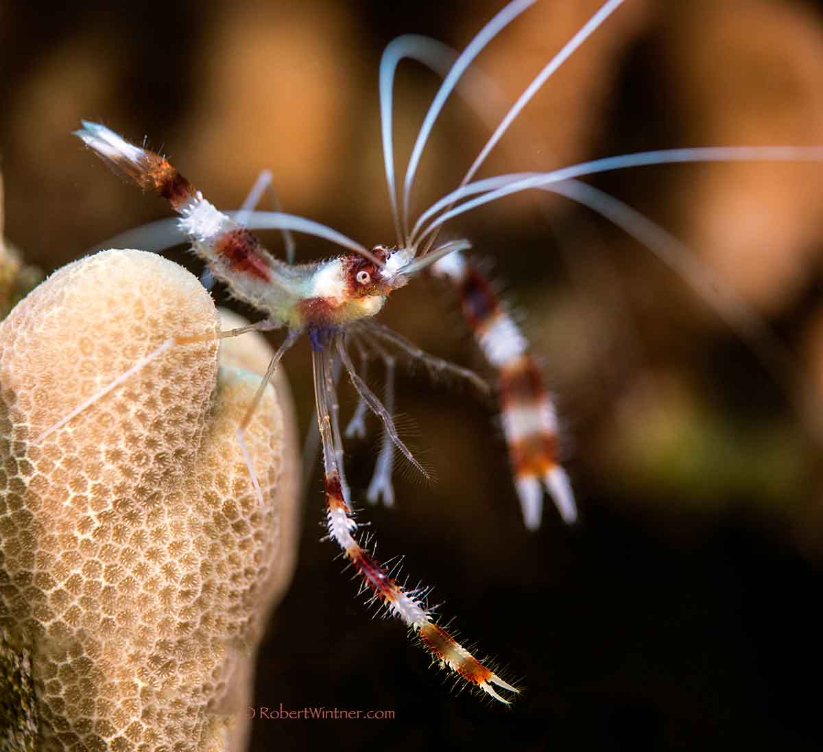 Banded-Shrimp-Dangle - Snorkel Bob's