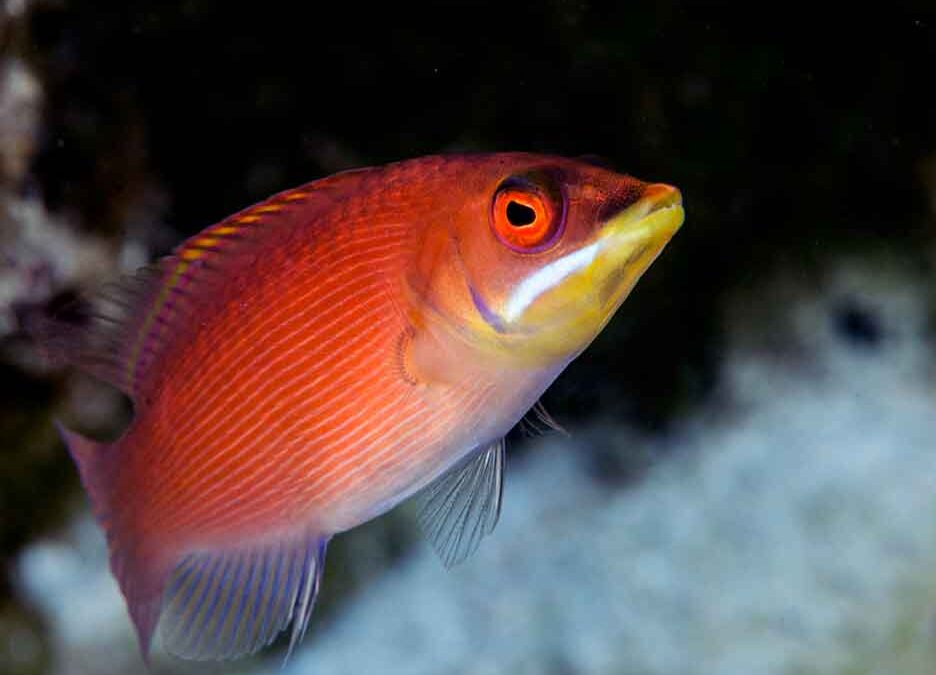 Disappearing-Wrasse-Enenue-2016 - Snorkel Bob's