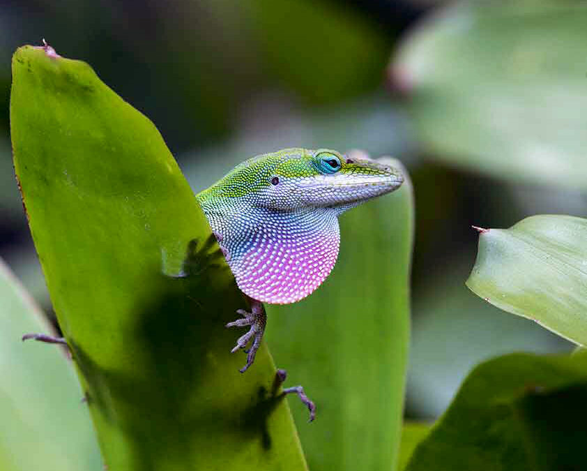 In-Springtime-a-Young-Lizard's-Fancy-1 - Snorkel Bob's