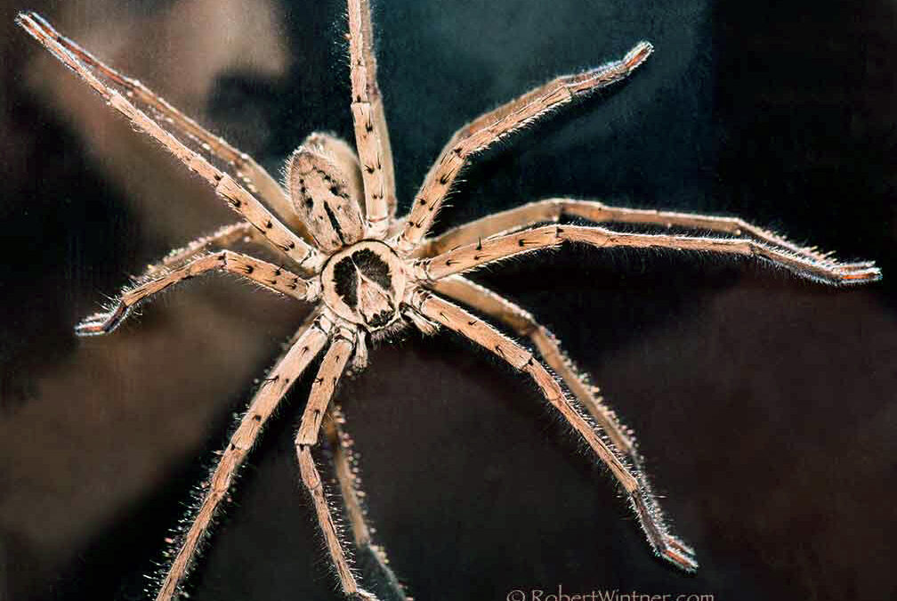 Portrait-of-the-Artist-as-a-Young-Cane-Spider - Snorkel Bob's