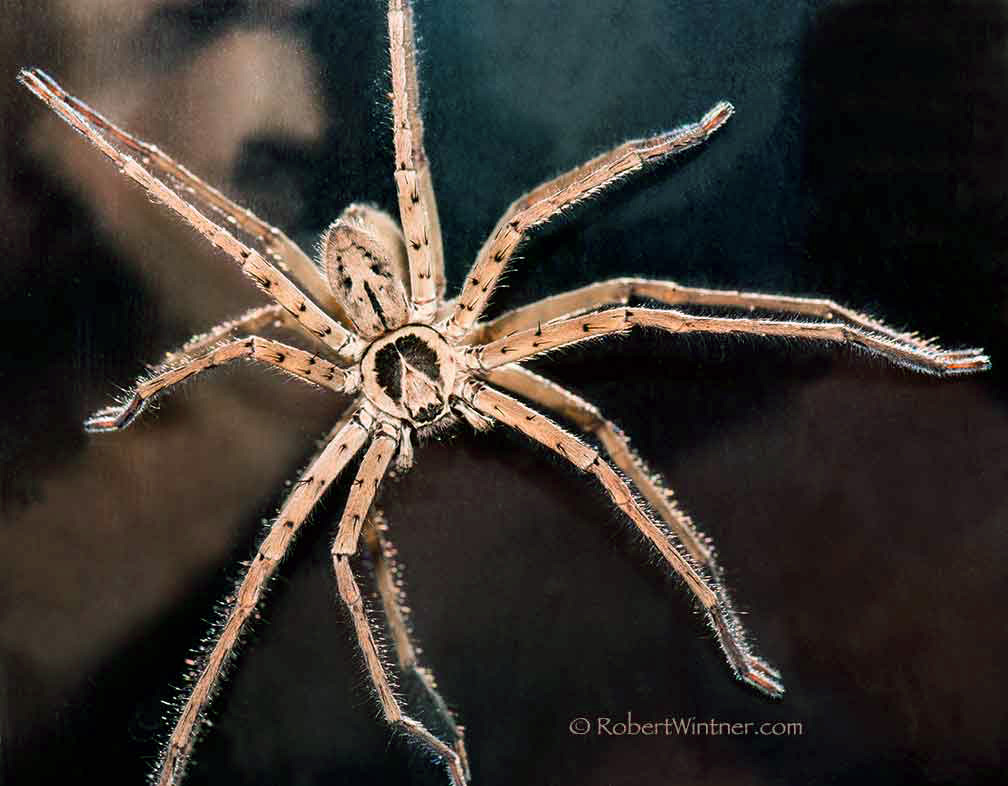 Portrait-of-the-Artist-as-a-Young-Cane-Spider - Snorkel Bob's