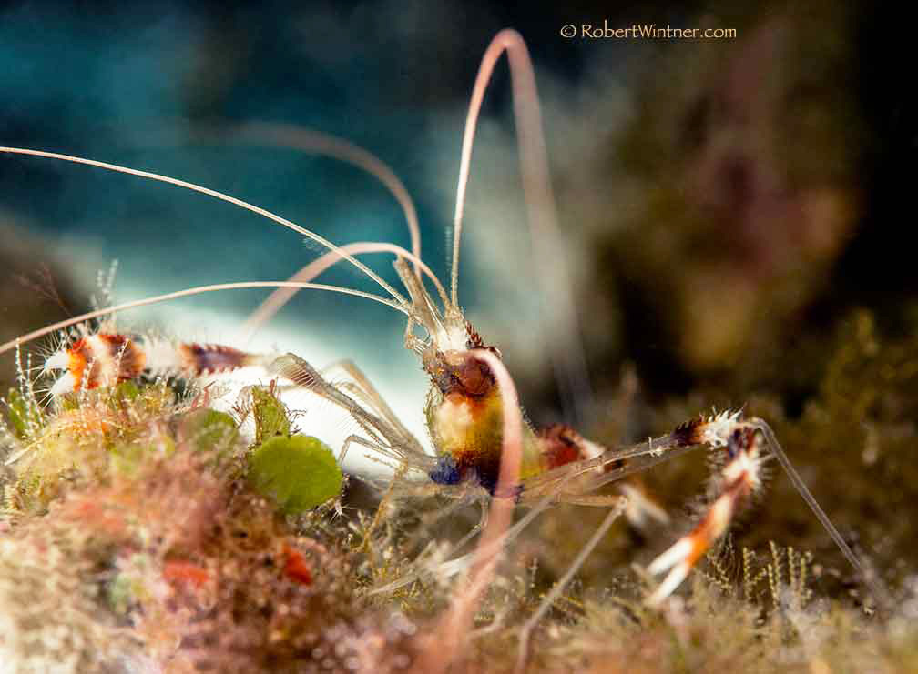 Banded-Reef-Shrimp-A+ - Snorkel Bob's