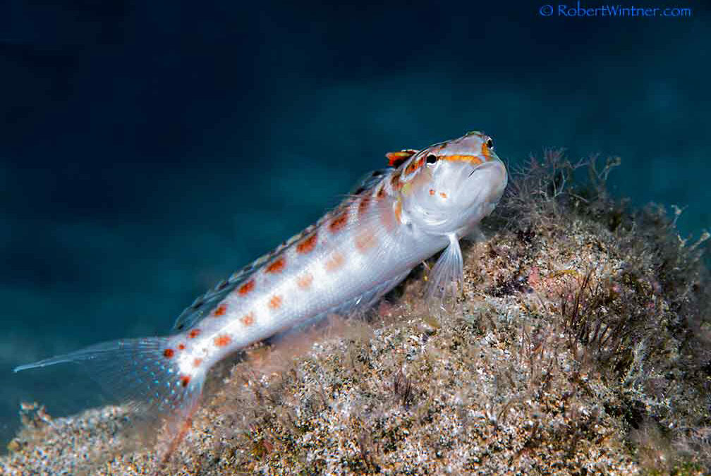 redspotted-Sand-Perch - Snorkel Bob's