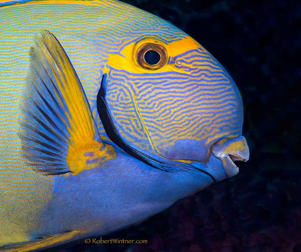 Palani-Profile - Snorkel Bob's