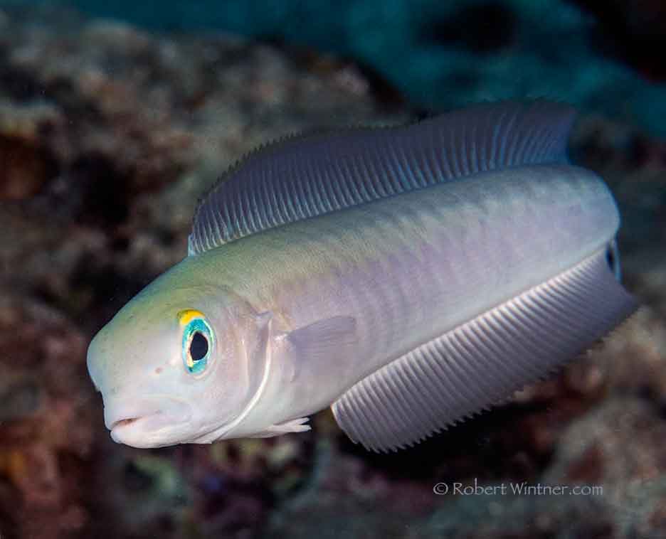 Flagtail-Tilefish - Snorkel Bob's
