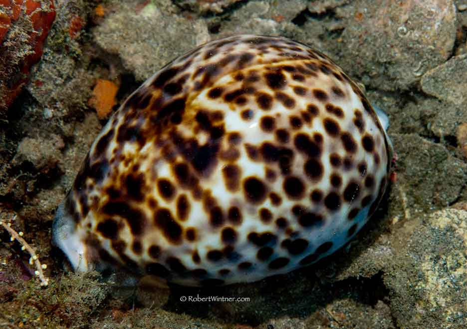 Tiger-Cowrie - Snorkel Bob's