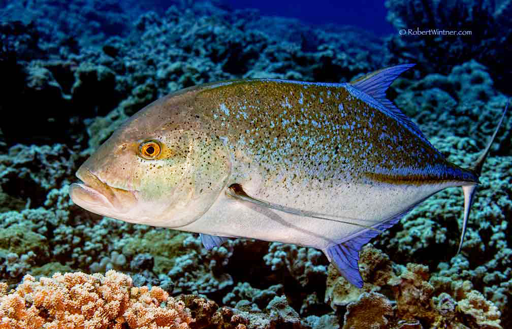 Ulua Memorandum: Make SB 1240 THE LAW. Let Hawaii reef recovery begin ...